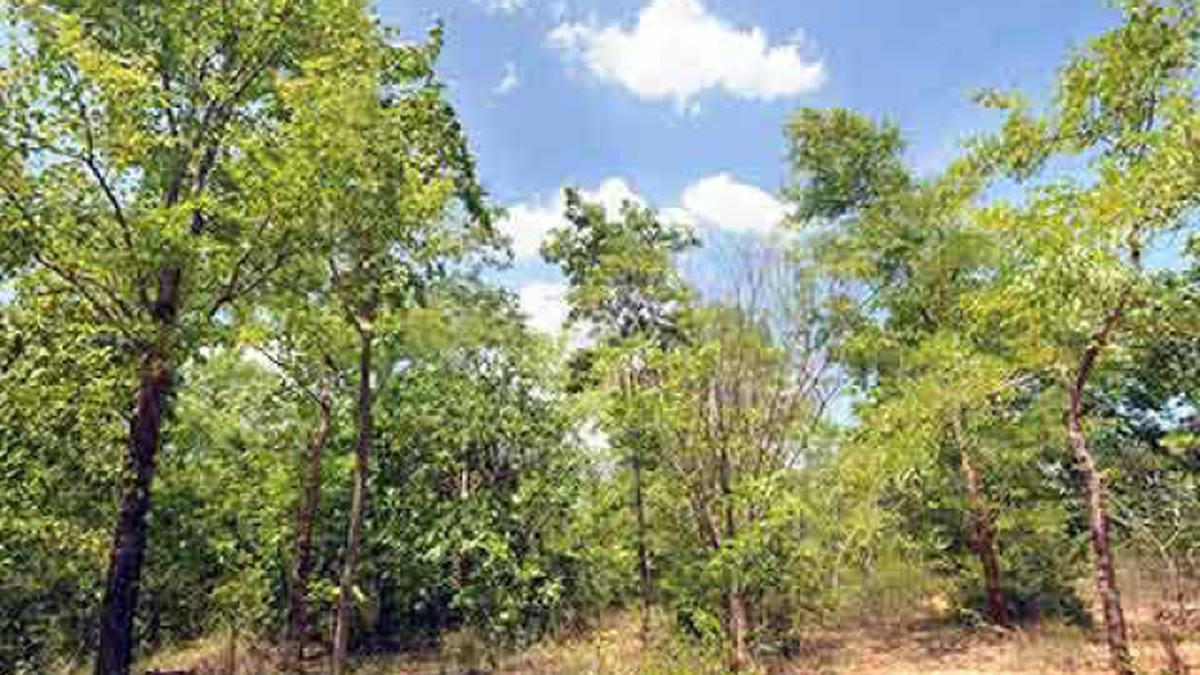 Creating a forest out of desert-like wasteland - The Hindu