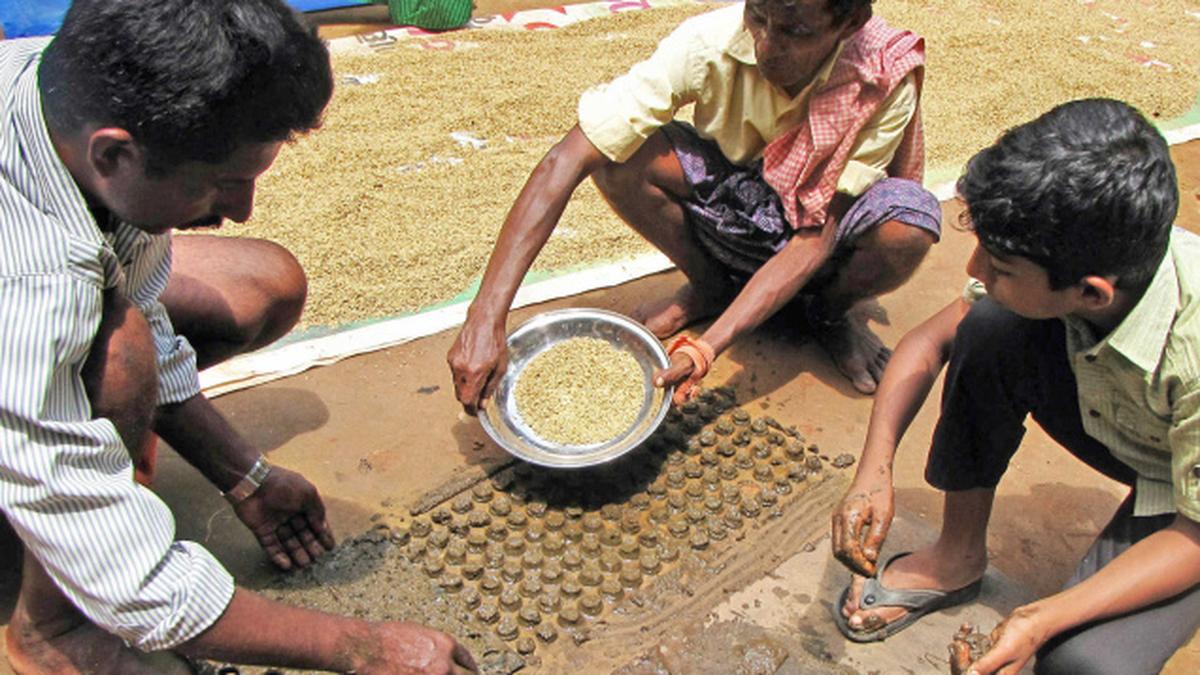 Innovative pellet method to boost paddy farming - The Hindu