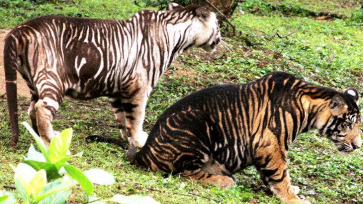 Melanistic tigers exhibited in Nandankanan zoo - The Hindu