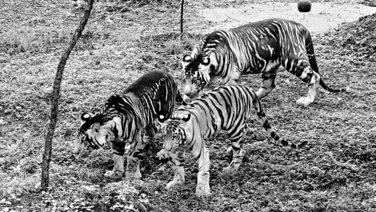Nandankanan zoo unveils its rare melanistic tigers - The Hindu