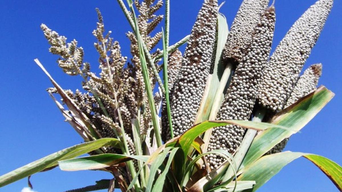 Cultivation of minor millets gets a fillip - The Hindu