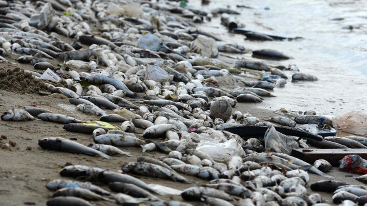 Scores of dead fish washed ashore - The Hindu