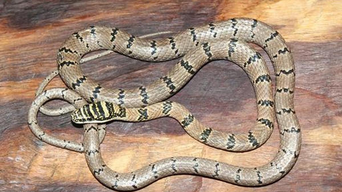 Sri Lankan snake sighted in Seshachalam - The Hindu