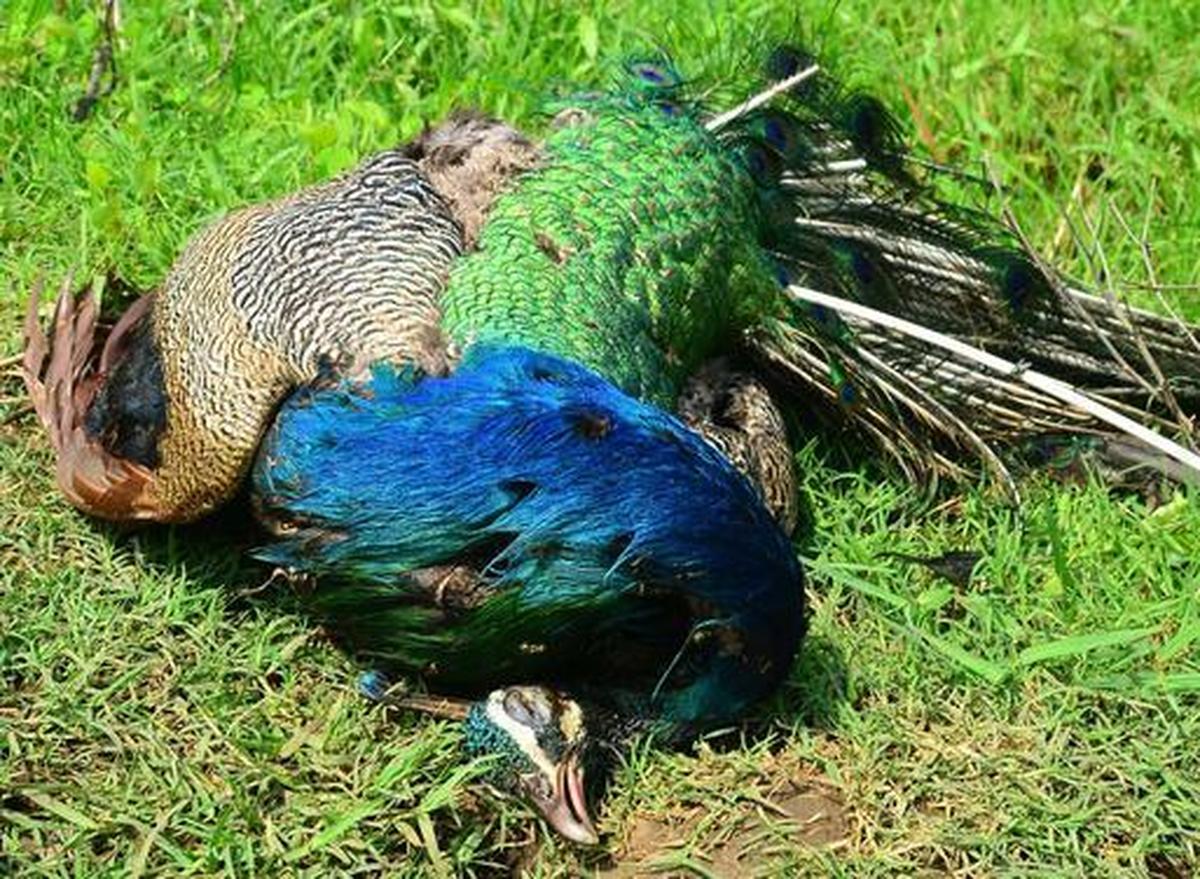 Pea fowl found dead in Virudhunagar - The Hindu