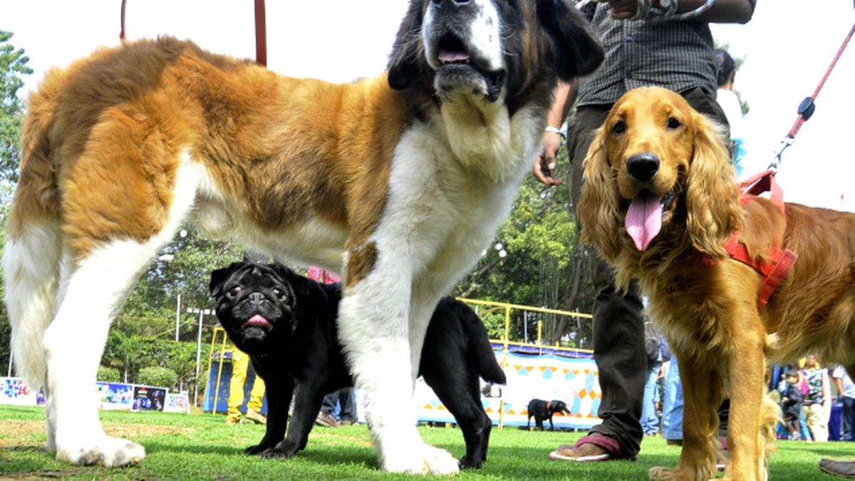 ‘Pick up after your dog’ is the motto at the Bangalore Pet Show this ...