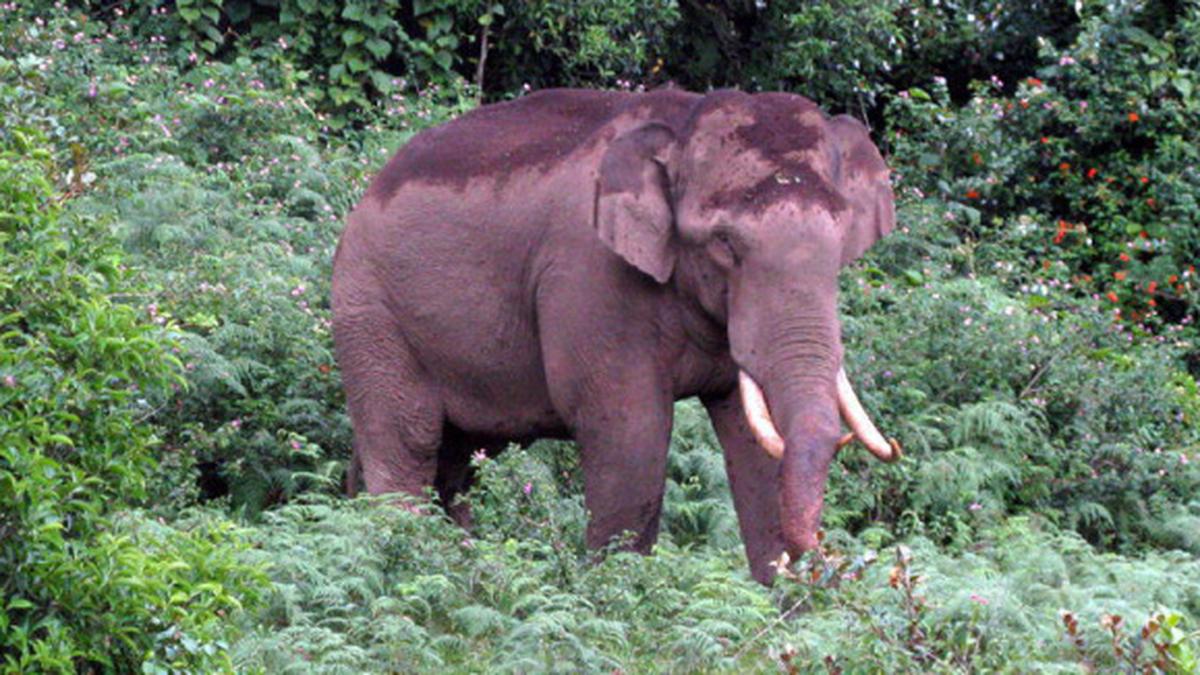 The curious case of elephant Padayappa - The Hindu