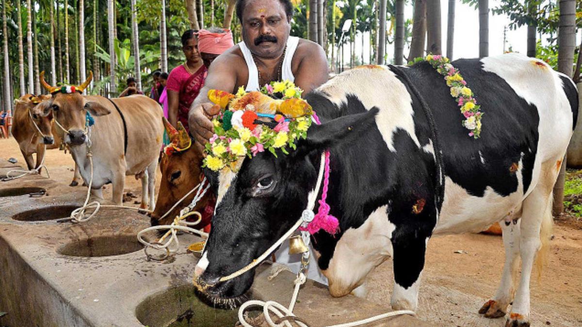 ‘Mattu Pongal’ celebrated with religious fervour - The Hindu