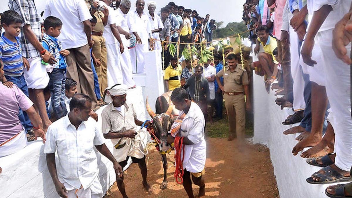 Siravayal wears a deserted look - The Hindu