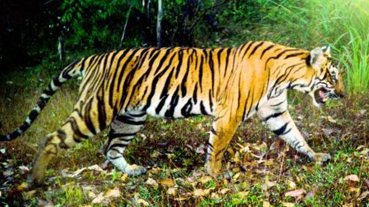 Periyar tiger reserve wins NTCA award - The Hindu