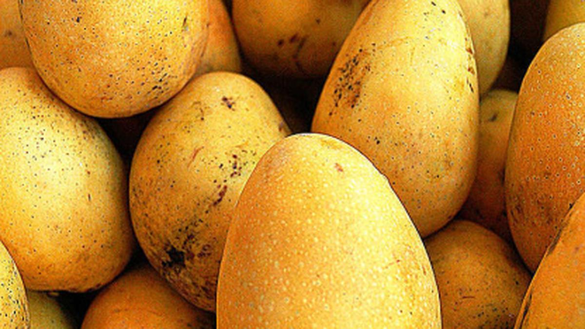 Lifting of ban brings cheer to mango farmers, traders - The Hindu