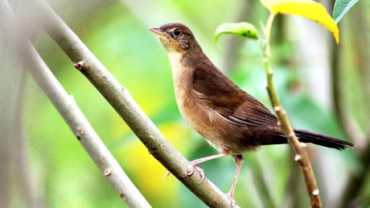 Rare bird sighted in Rajapalayam - The Hindu