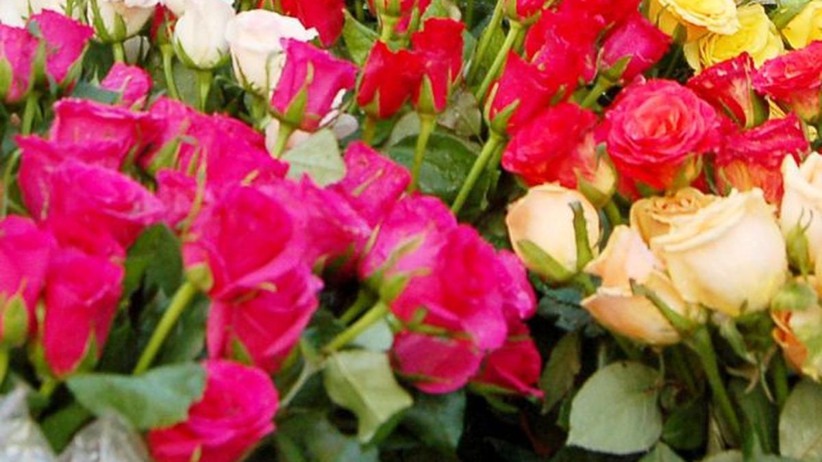 Question Corner: Plucked flower - The Hindu