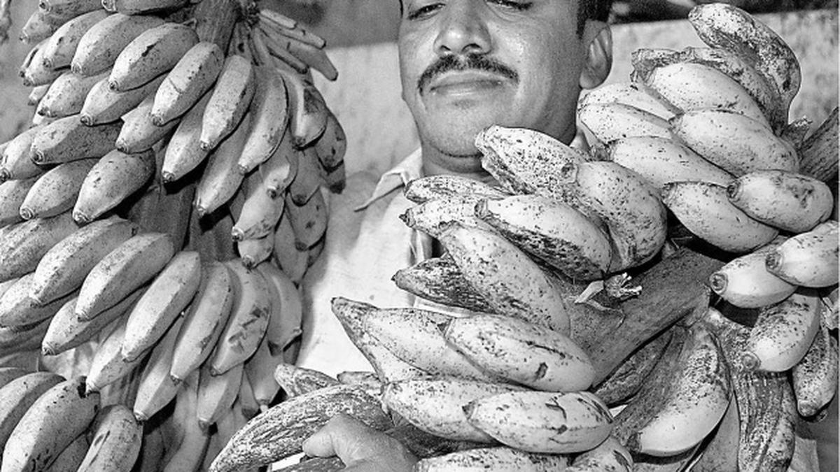 Only 30 acres for exotic Nanjangud rasabale - The Hindu