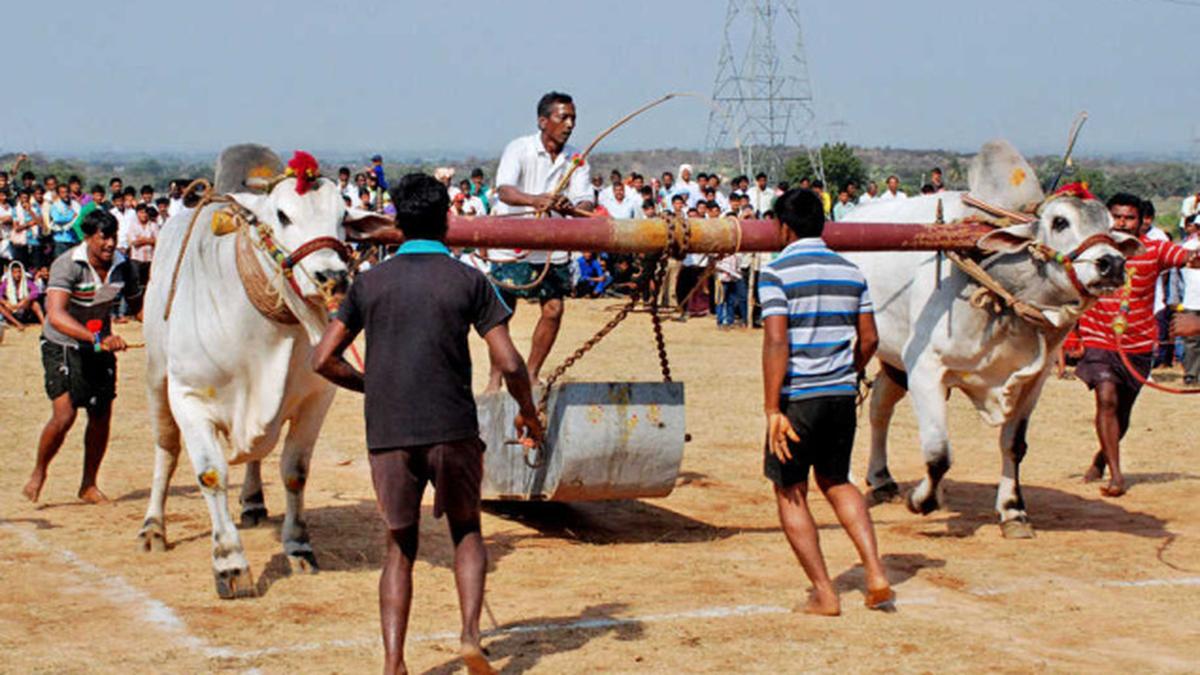 Ongole bull race leaves spectators spellbound - The Hindu