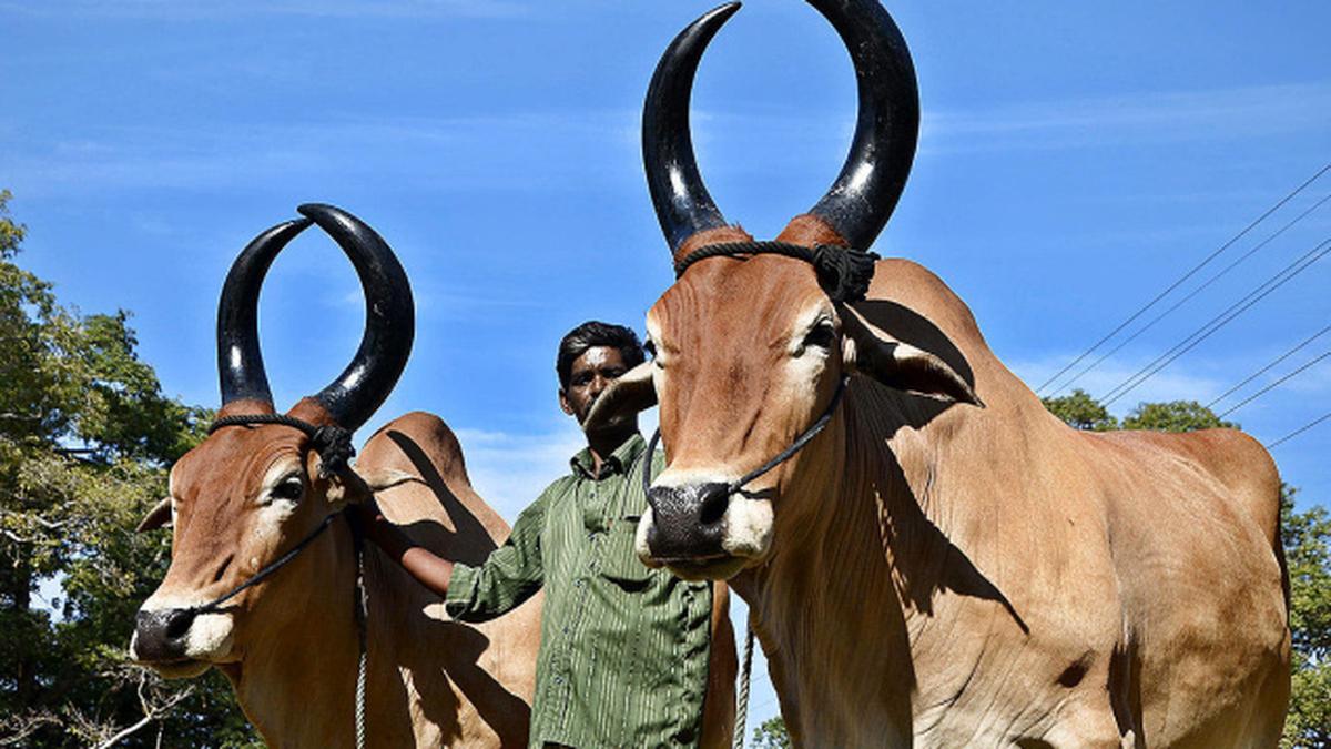 Kangayam bulls line up at Kaalnadai Thiruvizha - The Hindu