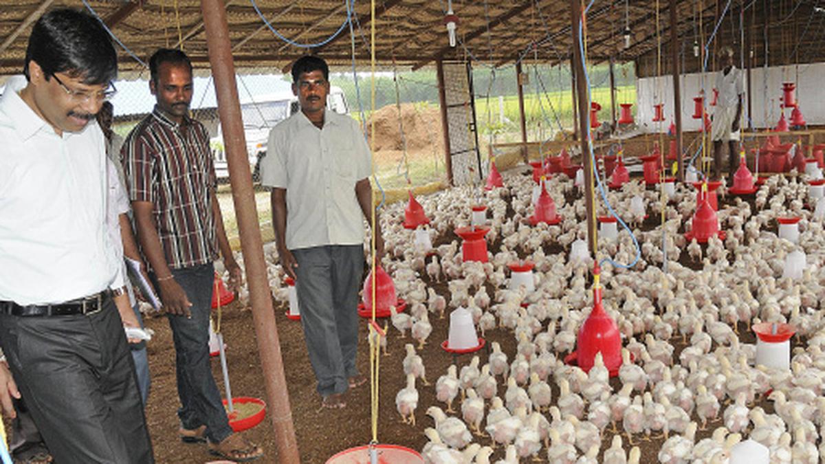Credit access made easy for poultry farming - The Hindu