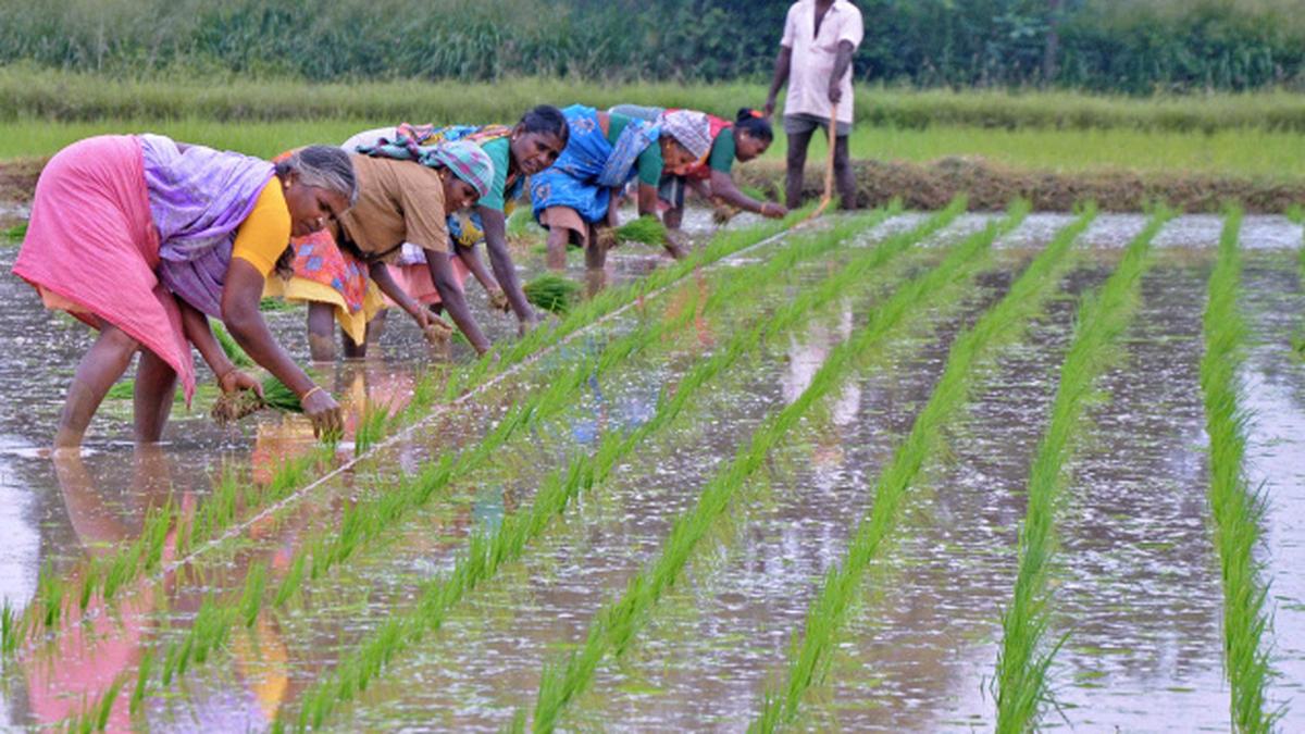 ‘Introduce crop rotation across the country’ - The Hindu