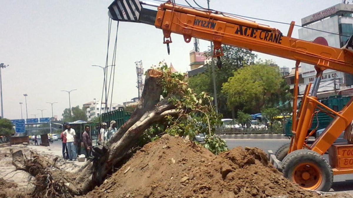 Trees in shock! How a transplant can kill them - The Hindu