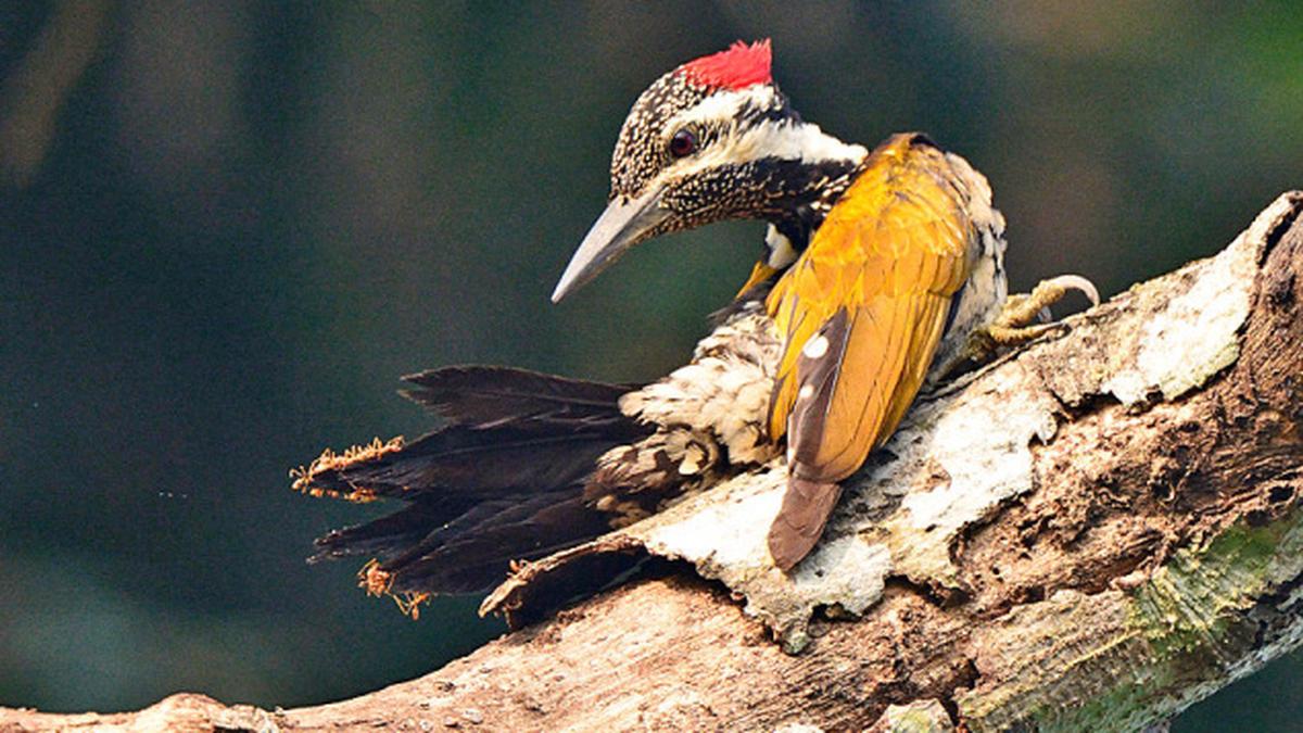 Birders record 155 species in Manipal - The Hindu