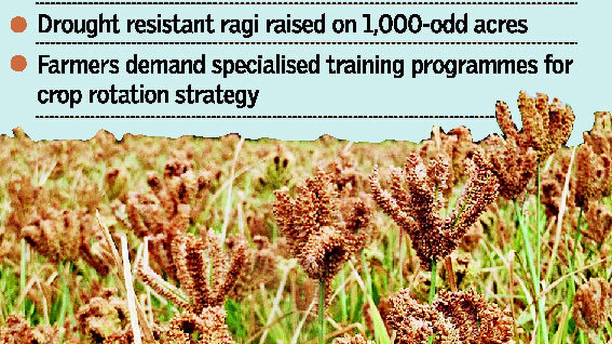 Omalur farmers expect higher ragi yield - The Hindu