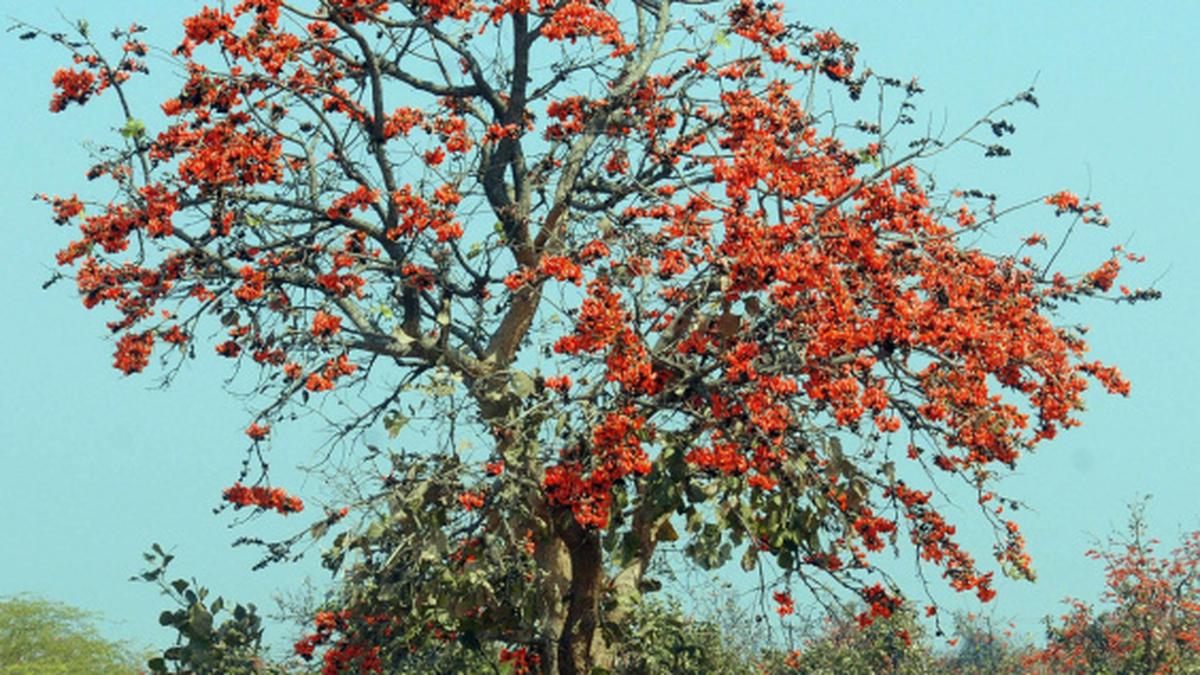 ‘Flame of the forest’ in full bloom - The Hindu
