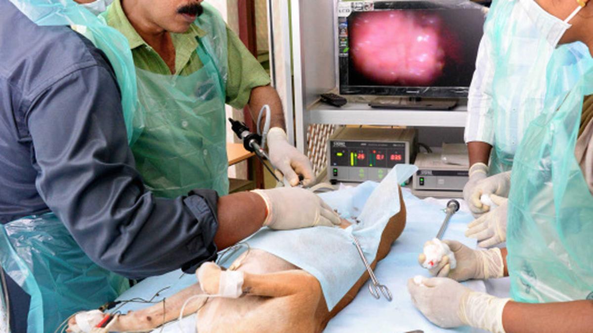 Stray dogs spayed using laparoscopic method - The Hindu