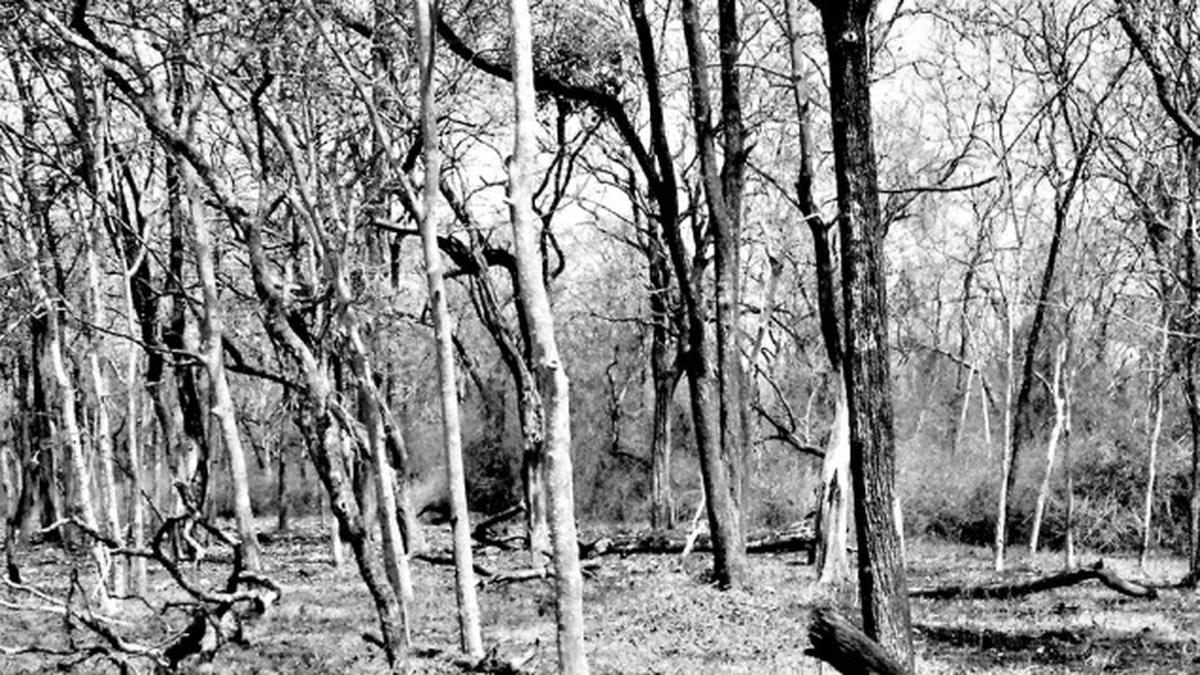 Dry condition turns Nagarahole into a tinderbox - The Hindu