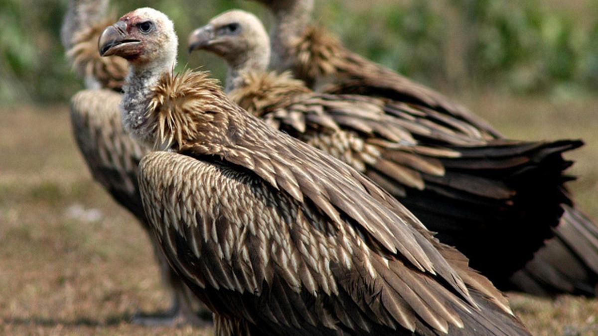 India home to 18% of world’s raptors - The Hindu