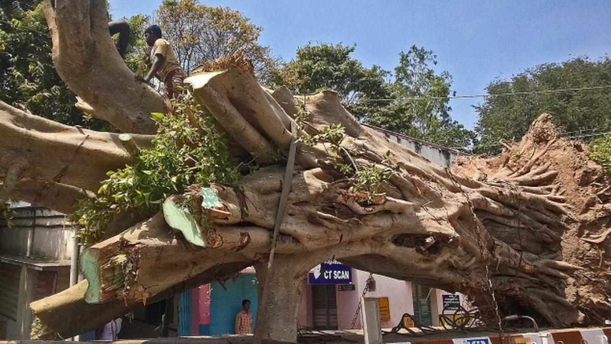 70-year-old tree transplanted from Pollachi GH - The Hindu