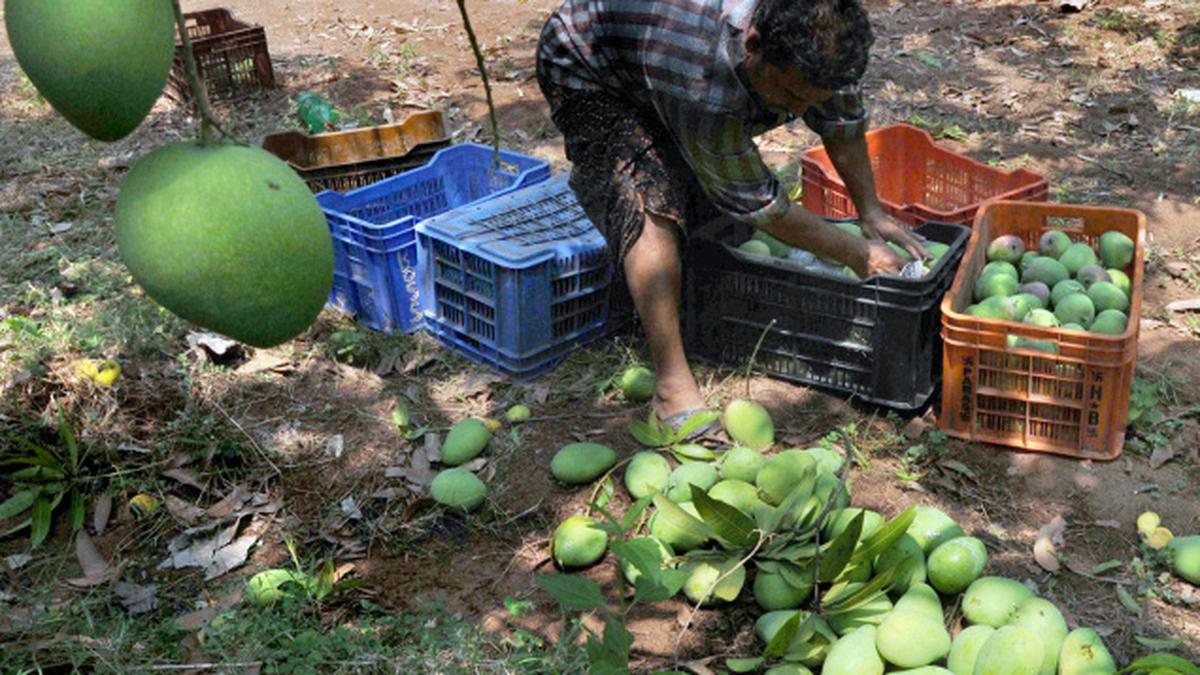 Muthalamada filled with scent of mangoes - The Hindu