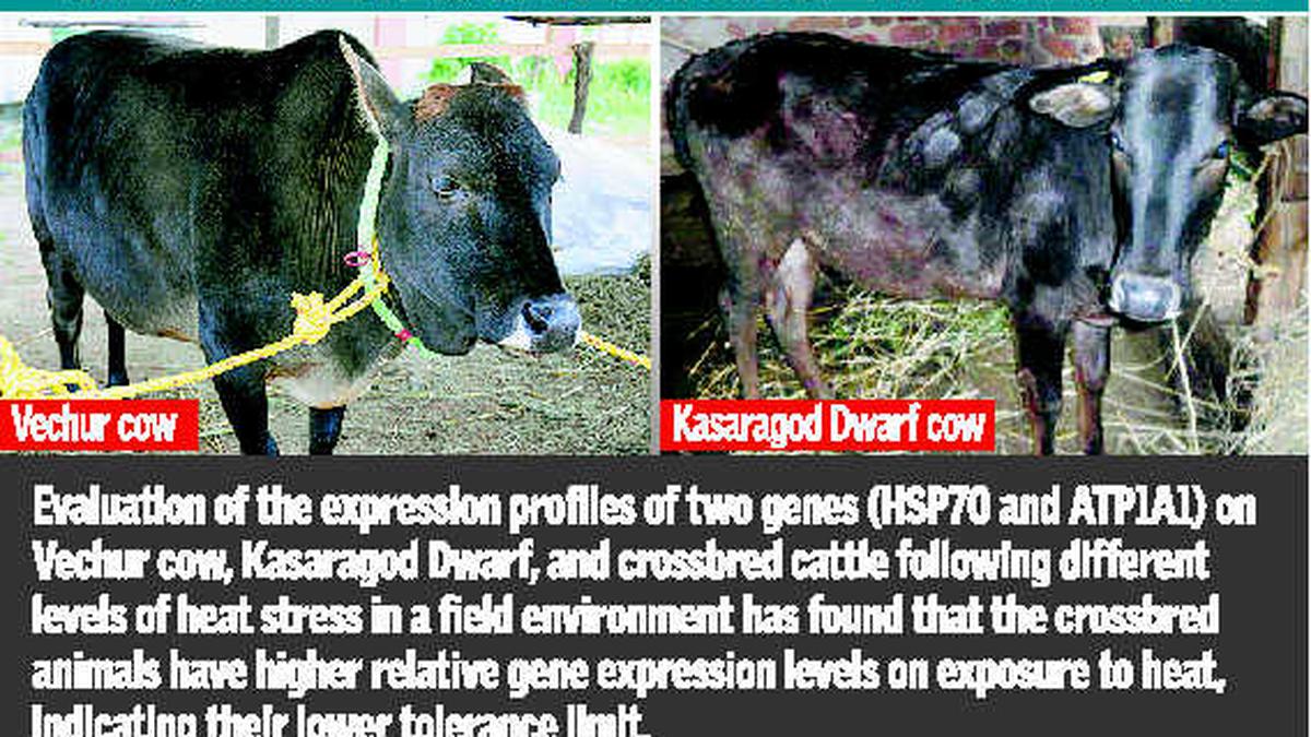 Vechur, Kasaragod Dwarf tolerant to heat stress - The Hindu