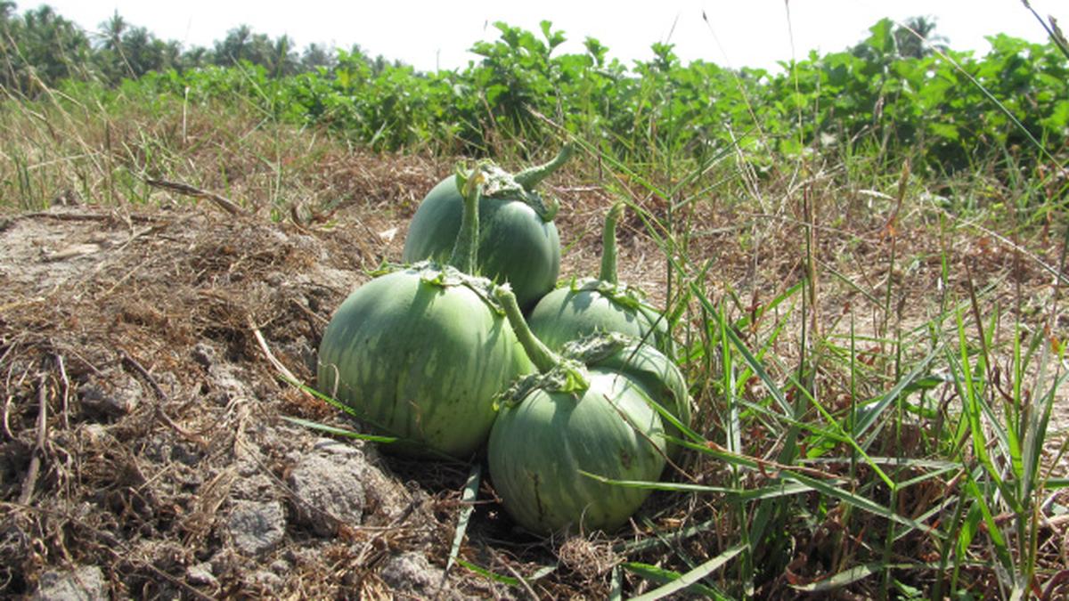 Udupi’s Mattu Gulla set to go international - The Hindu