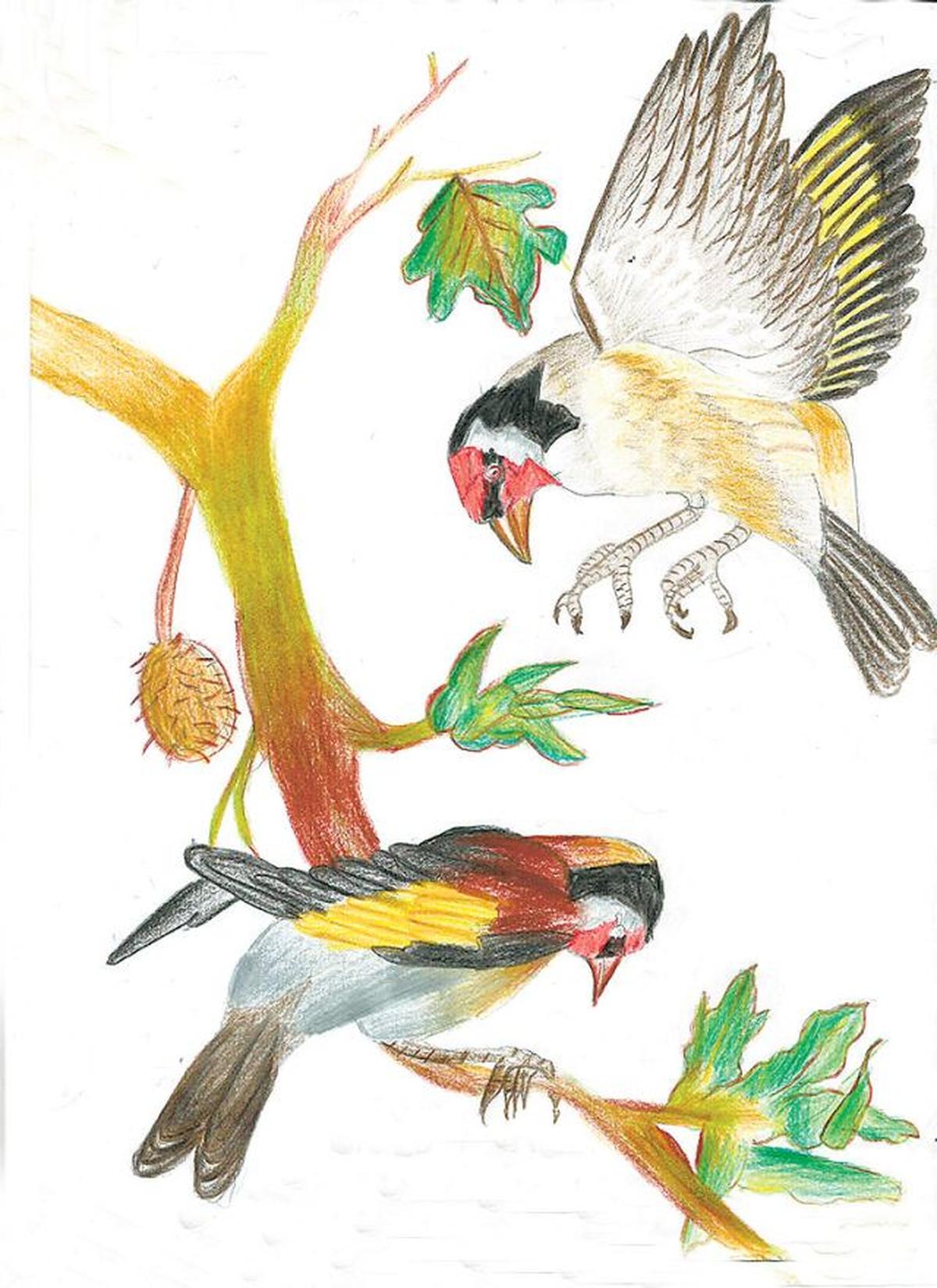 Drawings from India - March 06, 2015 - The Hindu