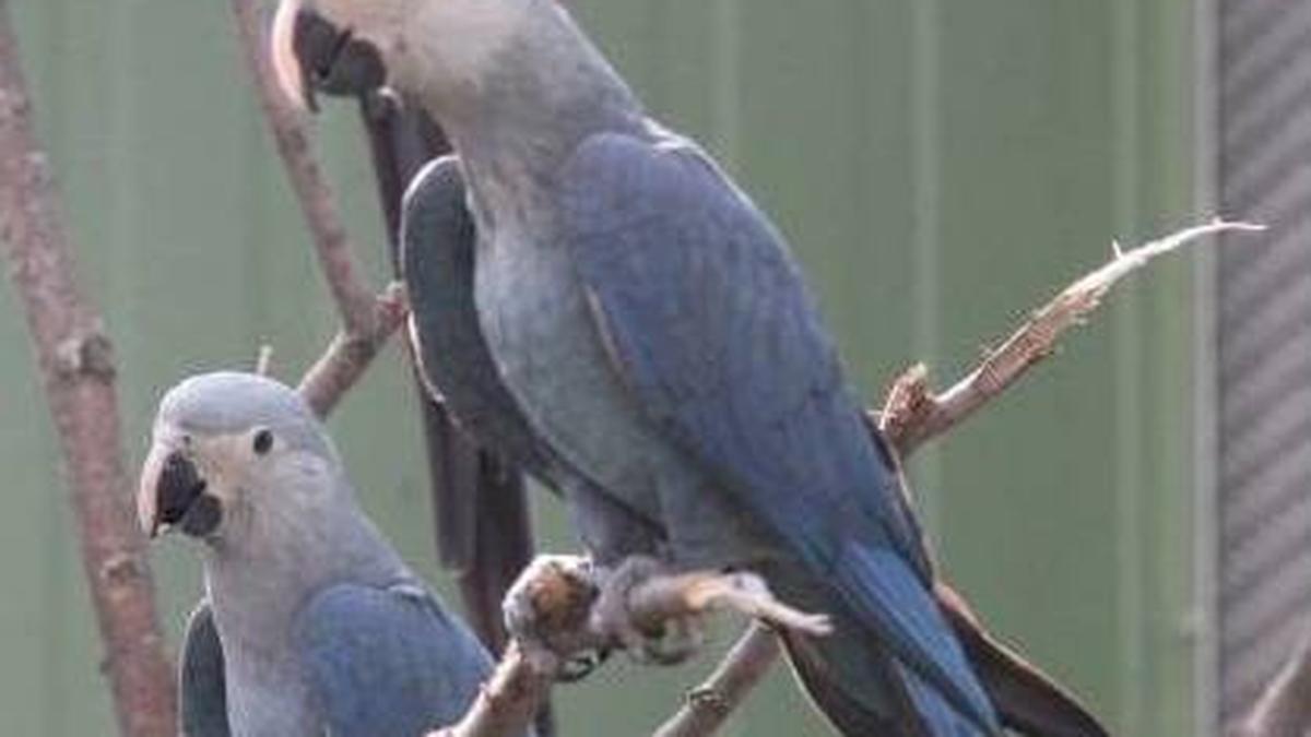 Two Spix’s macaws prepare for life in the wild - The Hindu