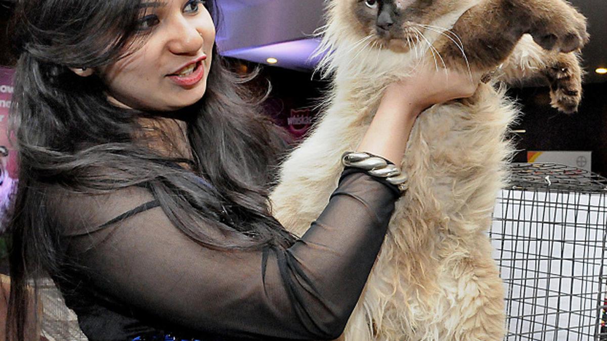 When curiosity brought the city’s cats alive - The Hindu