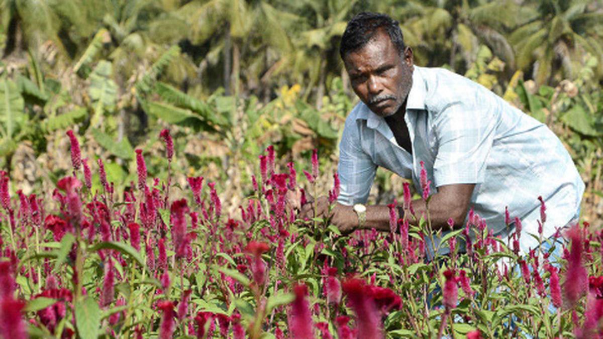 Floriculture set to spring into life - The Hindu