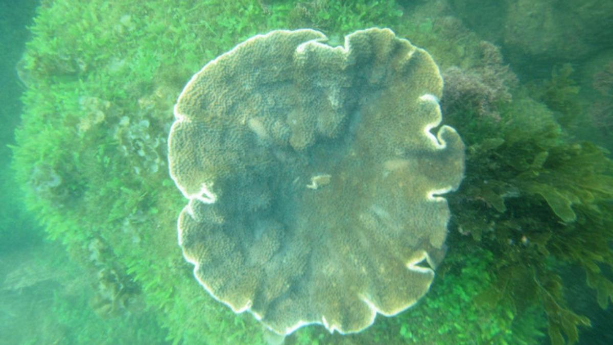 Sindhudurg comes alive with a ‘pristine’ coral collection - The Hindu