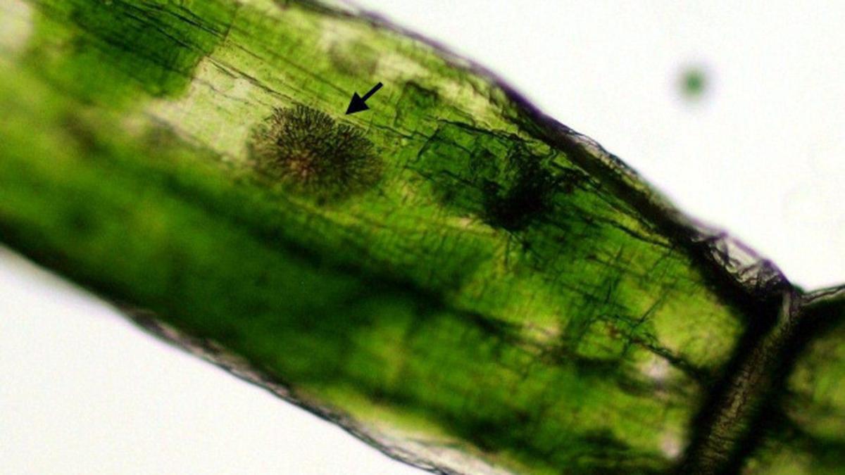 Endophytic algae found in Indian Ocean - The Hindu