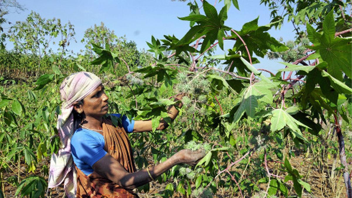 Castor harvest in full swing in Pachamalai - The Hindu