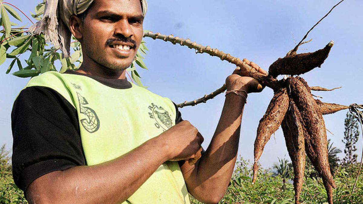 Tapioca cultivation remains mainstay of Pachamalai farmers - The Hindu
