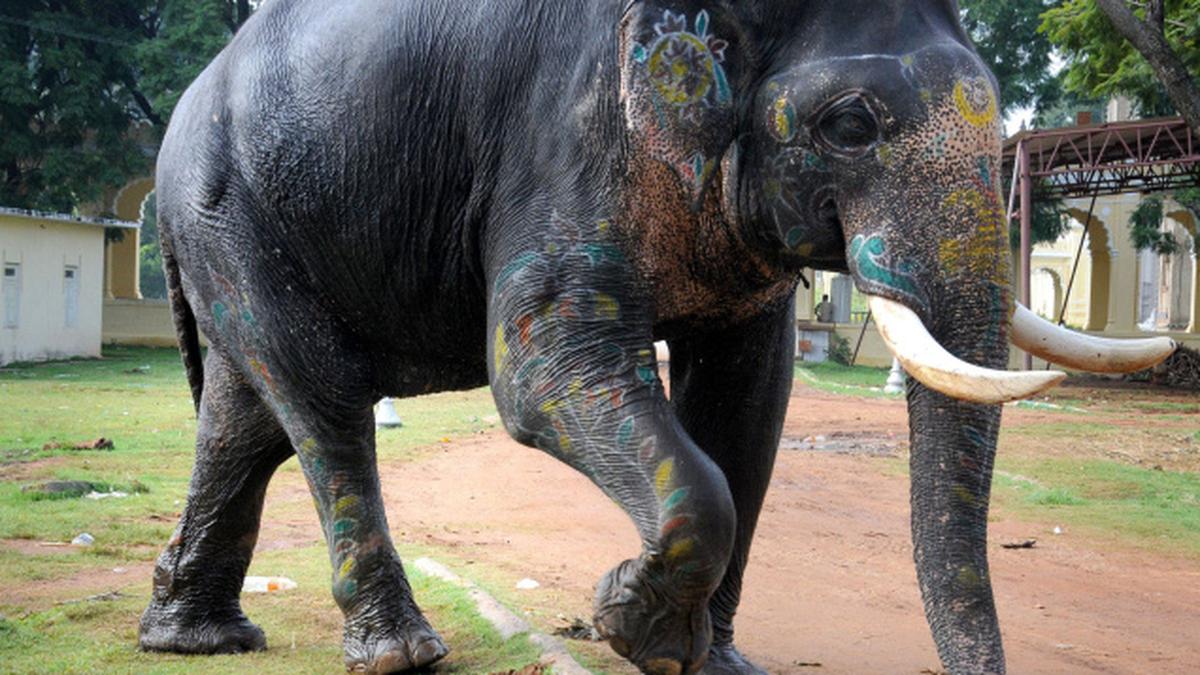 Dasara jumbo Gajendra captured - The Hindu