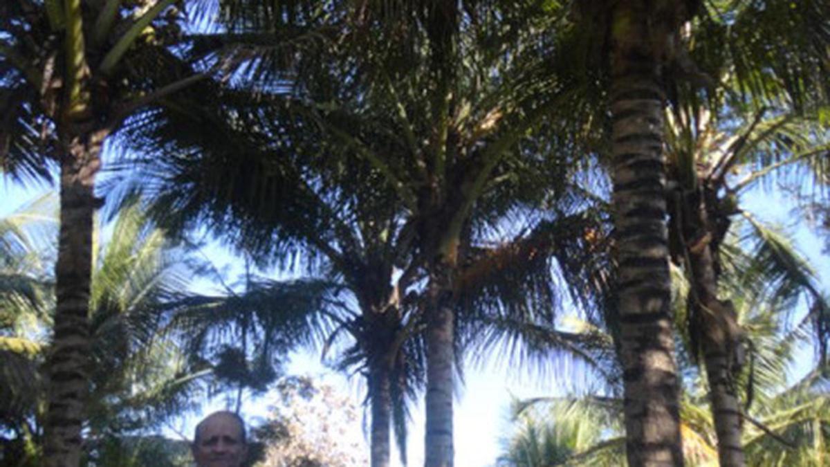 Try this planting method for better yield in coconut - The Hindu