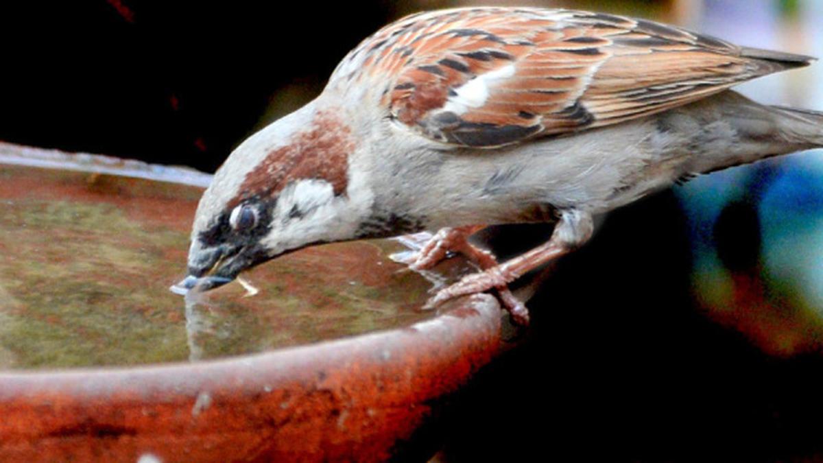 House sparrow conservation in Kottayam gets a fillip - The Hindu