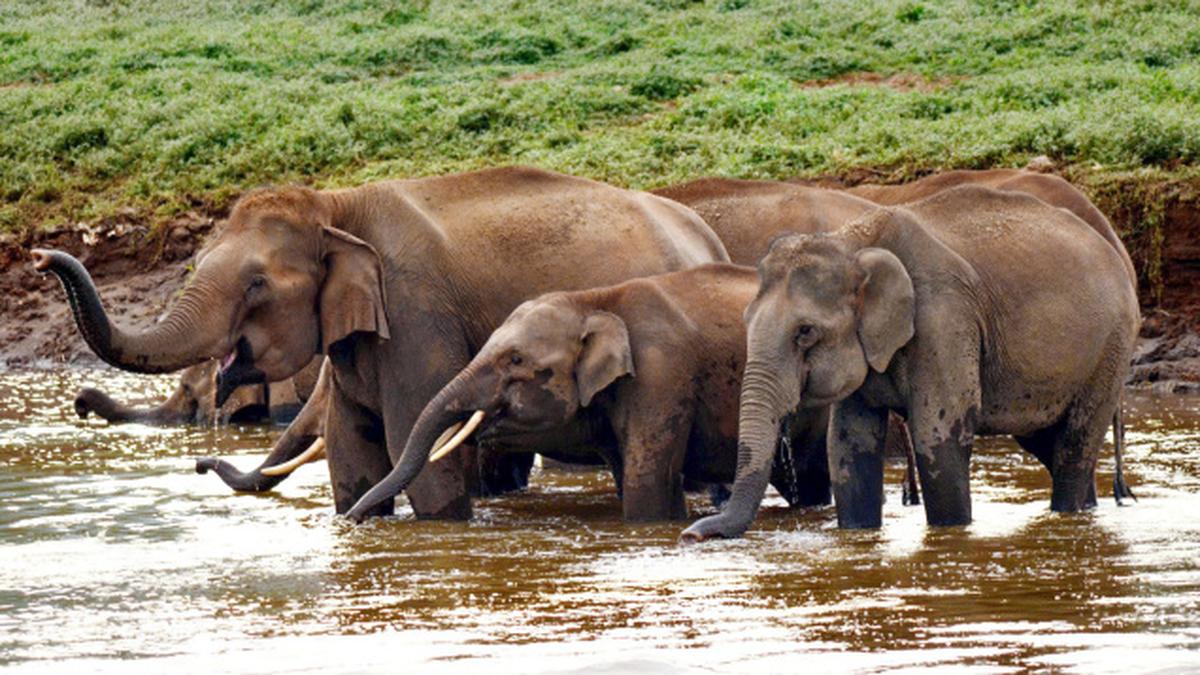 Remember that elephantine memory? - The Hindu