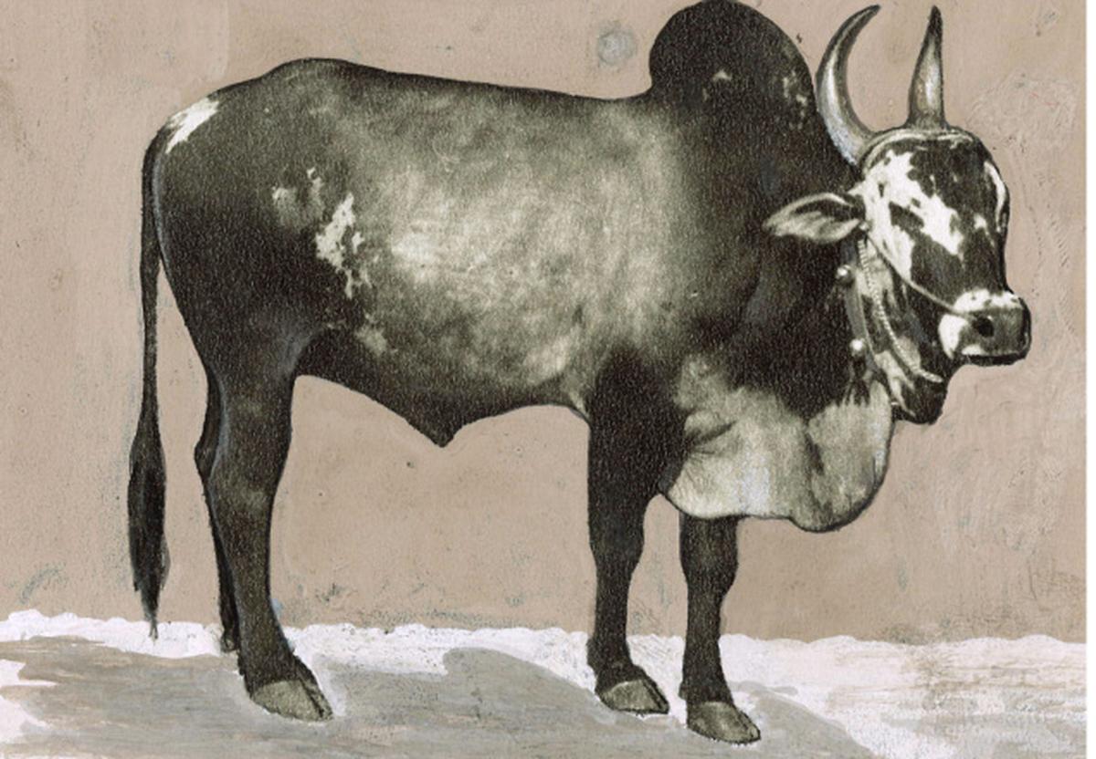 Exhibition of Alambadi cattle - The Hindu