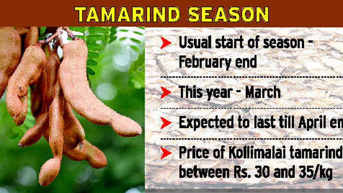 Thammampatti market sees arrival of Kollimalai tamarind - The Hindu
