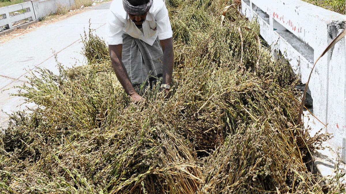 Gingelly cultivation in full swing - The Hindu