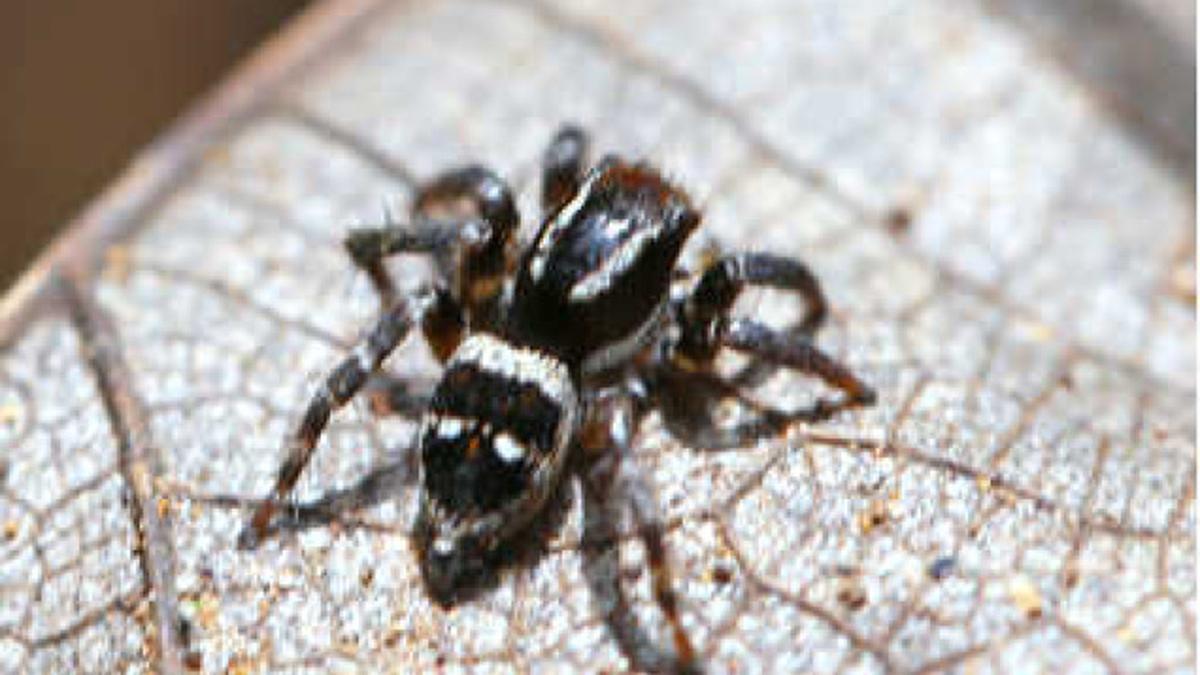 Kochi arachnologists discover rare spiders - The Hindu