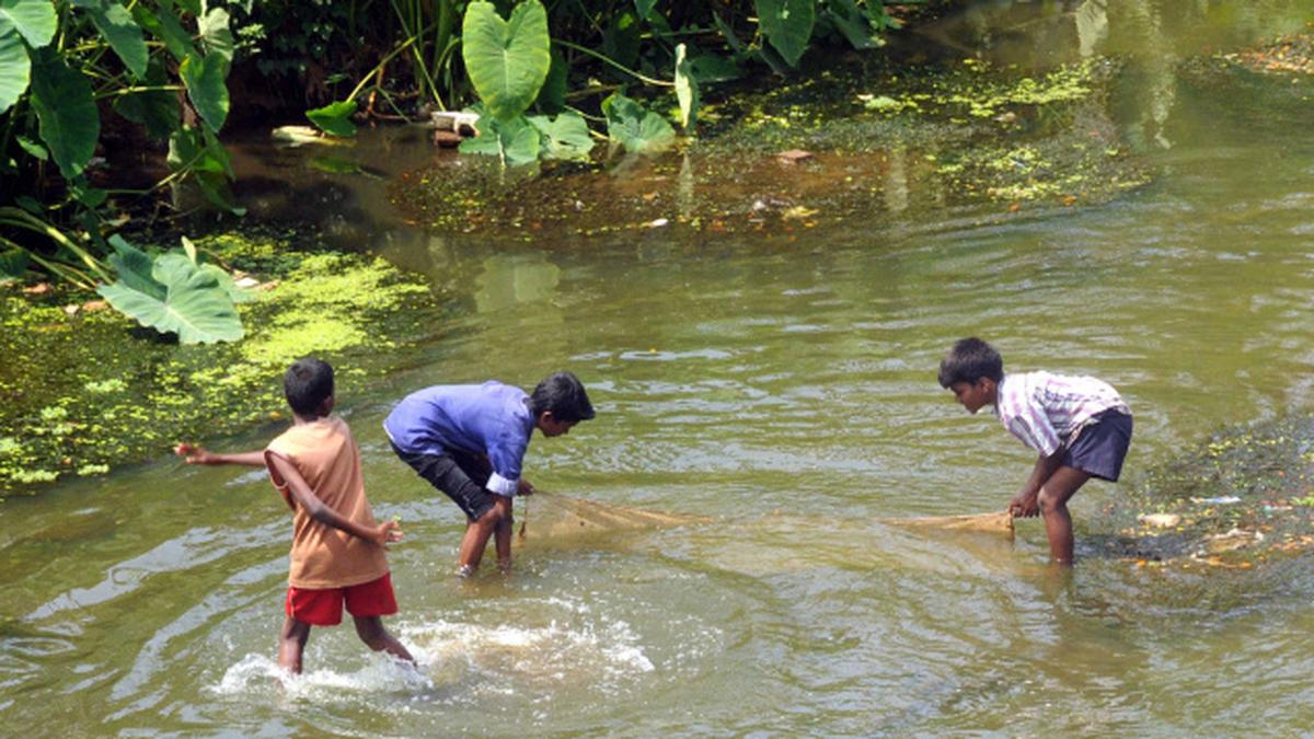 Taking crucial steps to save the Killi - The Hindu