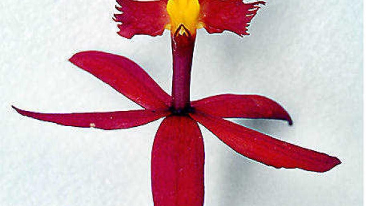 Crucifix Orchid grown with passion - The Hindu